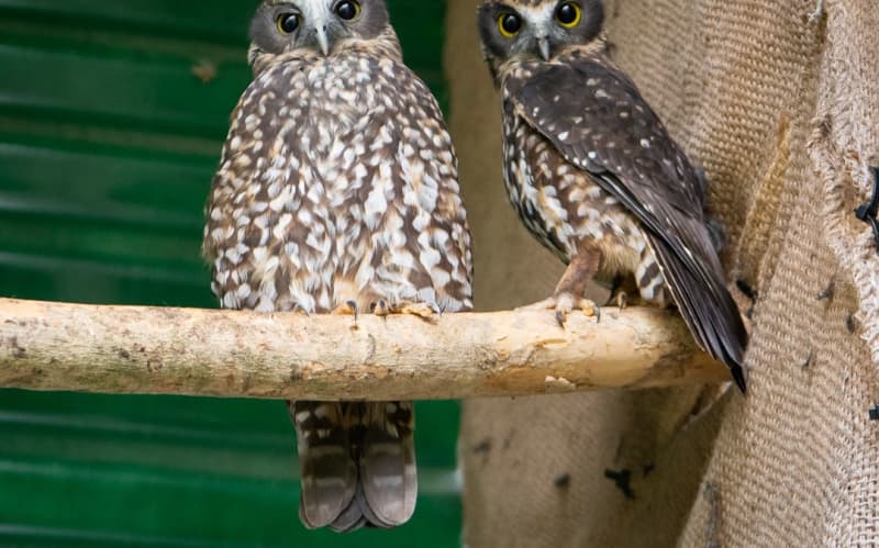 Zoo talks boost Ngāmotu natives in Conservation Week | RNZ