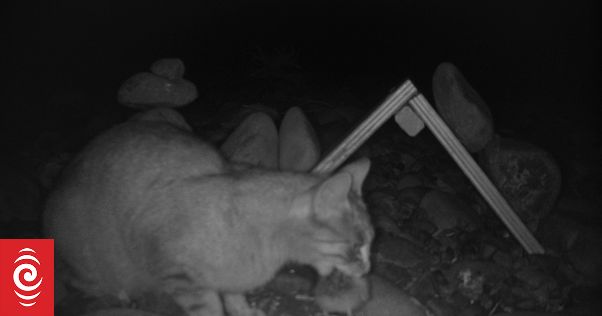Feral cat that decimated a black-fronted tern colony finally caught ...