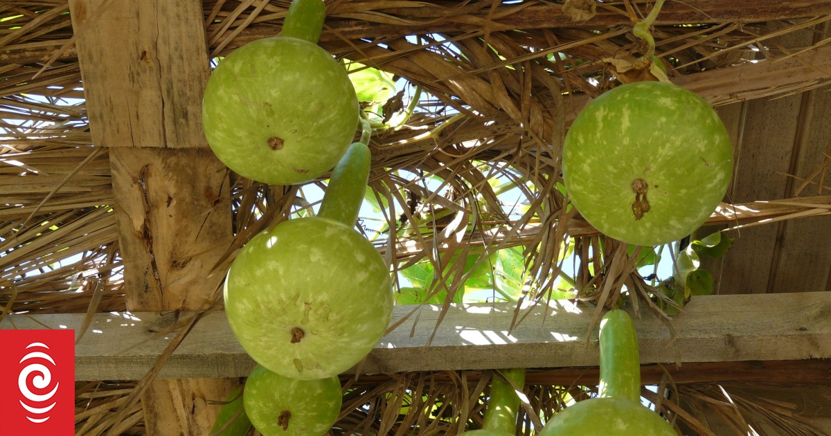 Physician warns of risks linked to overripe bottle gourd after person ...