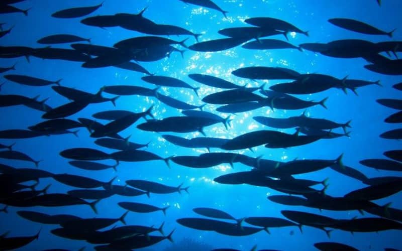 Health of NZ's fish stocks disputed | RNZ