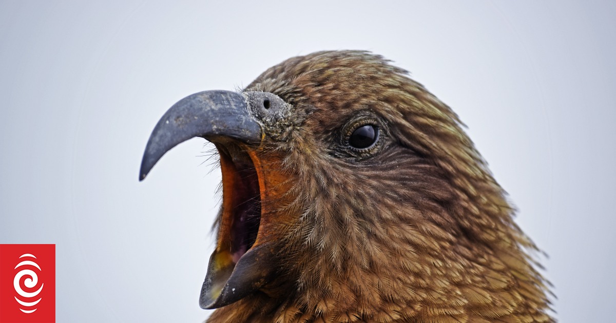 Positive emotions in animals | RNZ