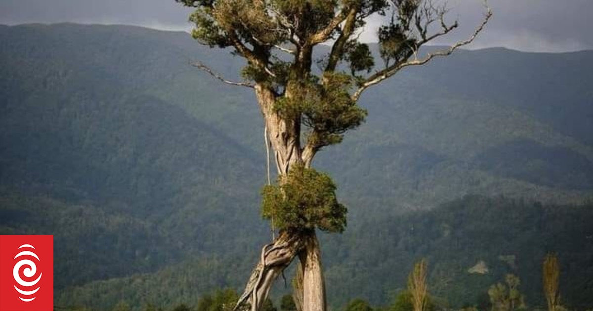 Northern rātā walks away with victory in Tree of the Year competition ...
