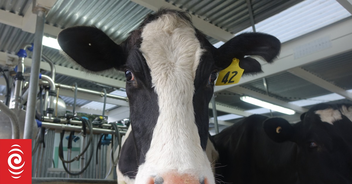 Rabobank forecasts milk price of $8.40 a kilo of milk solids for next ...
