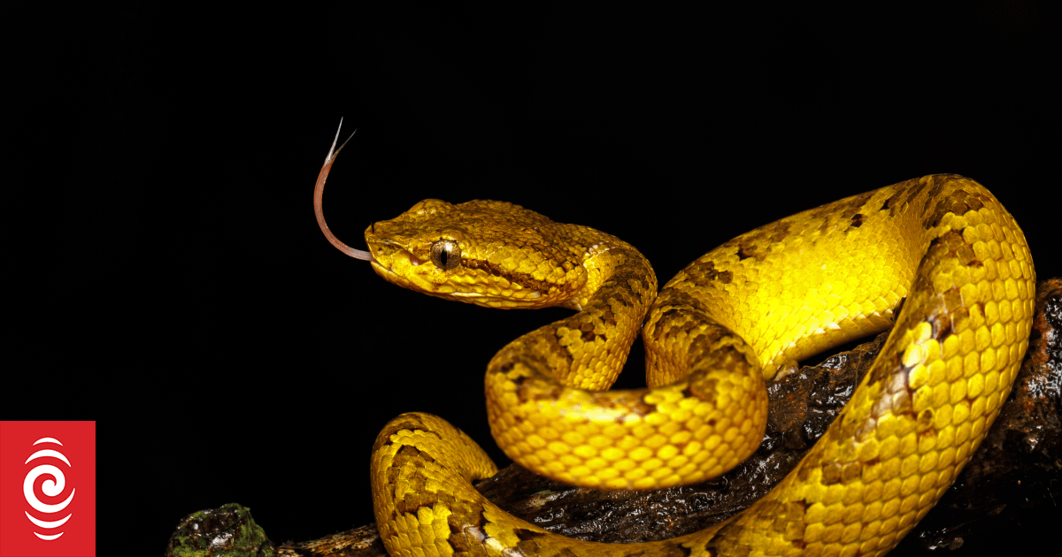 High-speed cameras capture how venomous snakes bite | RNZ News