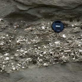 The New Zealand Fossil Record Files | RNZ