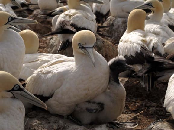 Kennedy Warne - Cape gannets on Malgas Island | A Gallery from Nine To ...