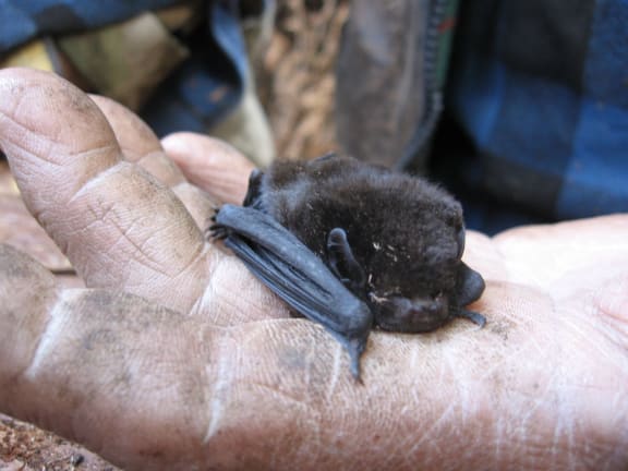 New Zealand Bats | A Gallery from Afternoons | RNZ National