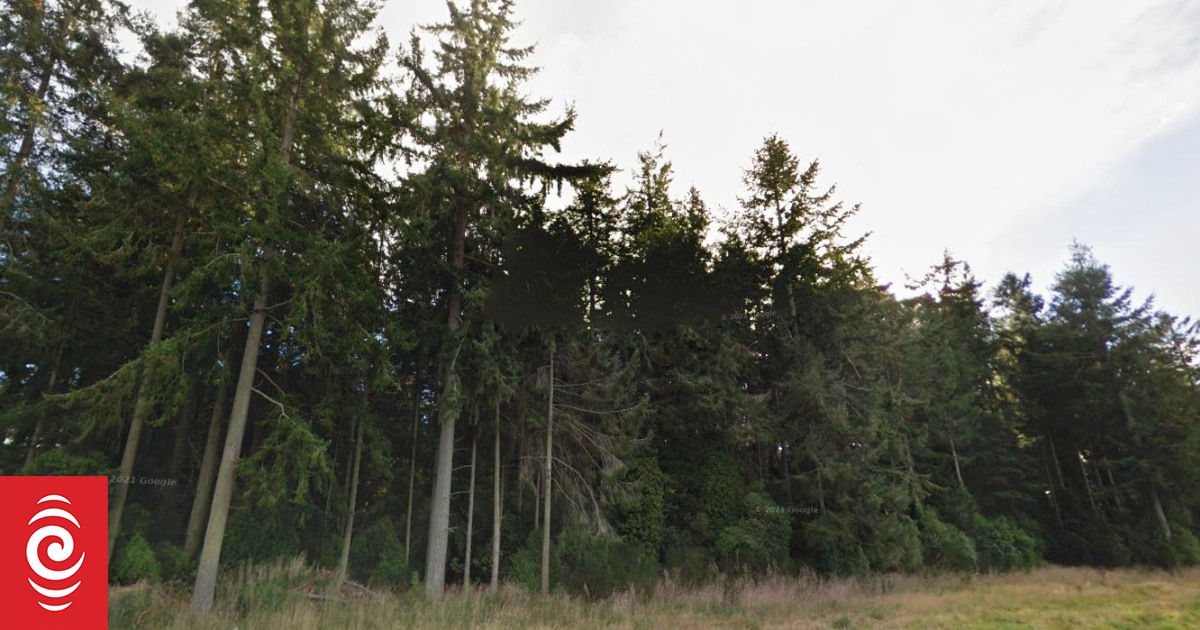 Trial to see if 'smart' sensors can warn of forest fires early | RNZ News