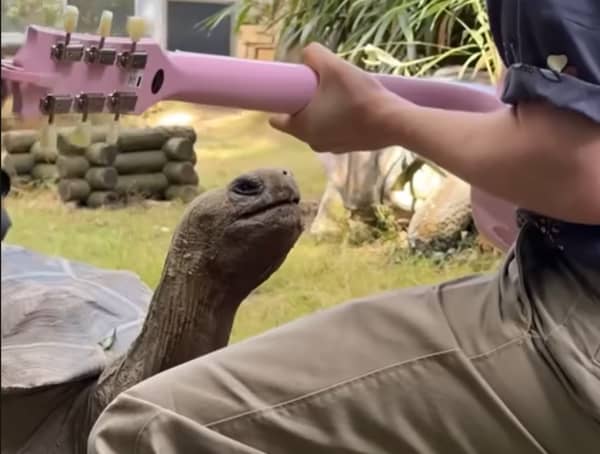 chimp feeding tortoise