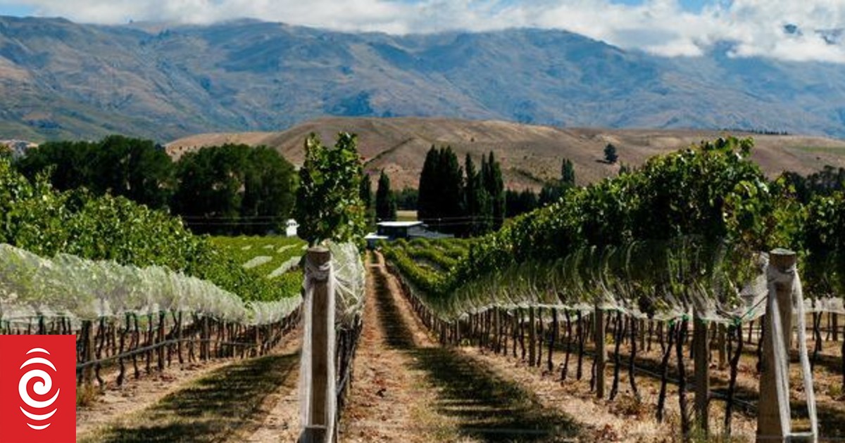 Waipara soils map to help winemakers with marketing | RNZ News