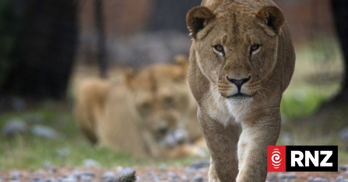 Orana Wildlife Park describes appeal response as 'incredible' | RNZ