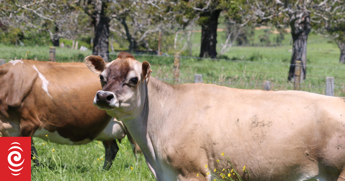 Country Life: Soil wriggles with worms at Golden Bay dairy farm | RNZ News