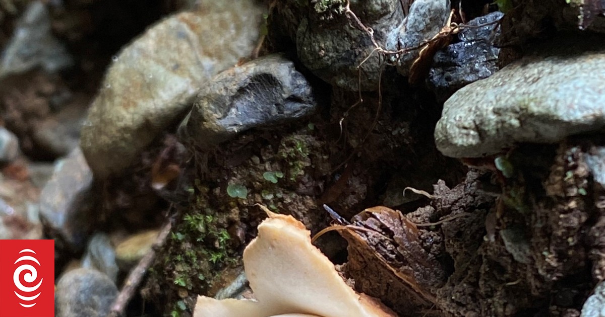 Critter of the Week Fischer’s egg fungus | RNZ