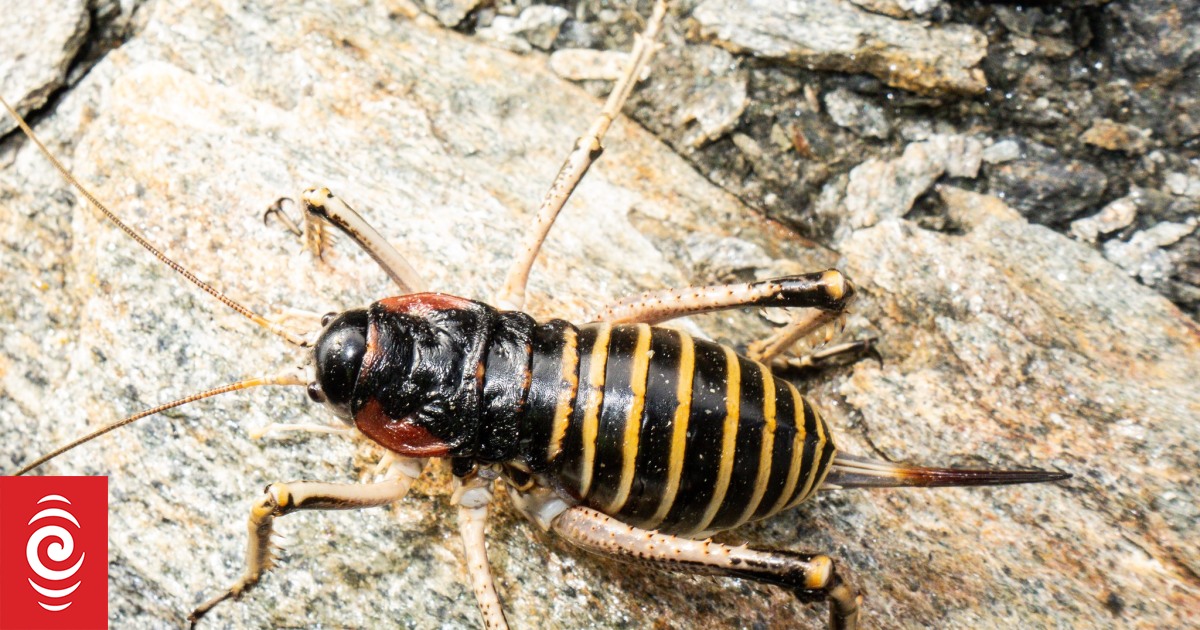 Critter of the Week: Scree Weta | RNZ