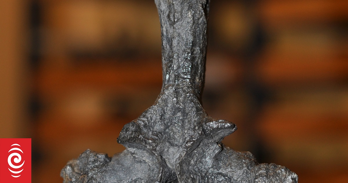 Fossil pre-dating dinosaurs confirms nothosaurs existed in Southern ...