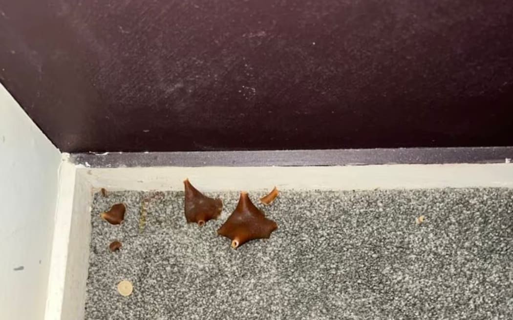 Tenancy Tribunal hears ongoing leak in Auckland rental caused mushrooms ...