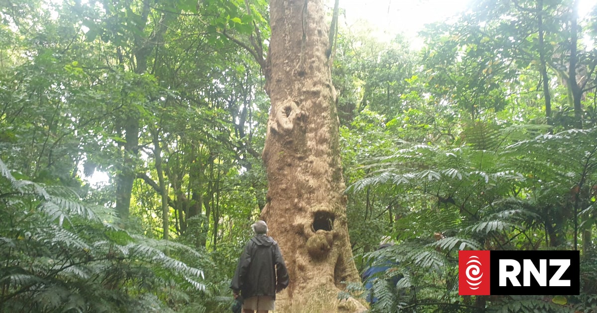 Watchdog fears for ancient New Plymouth trees | RNZ