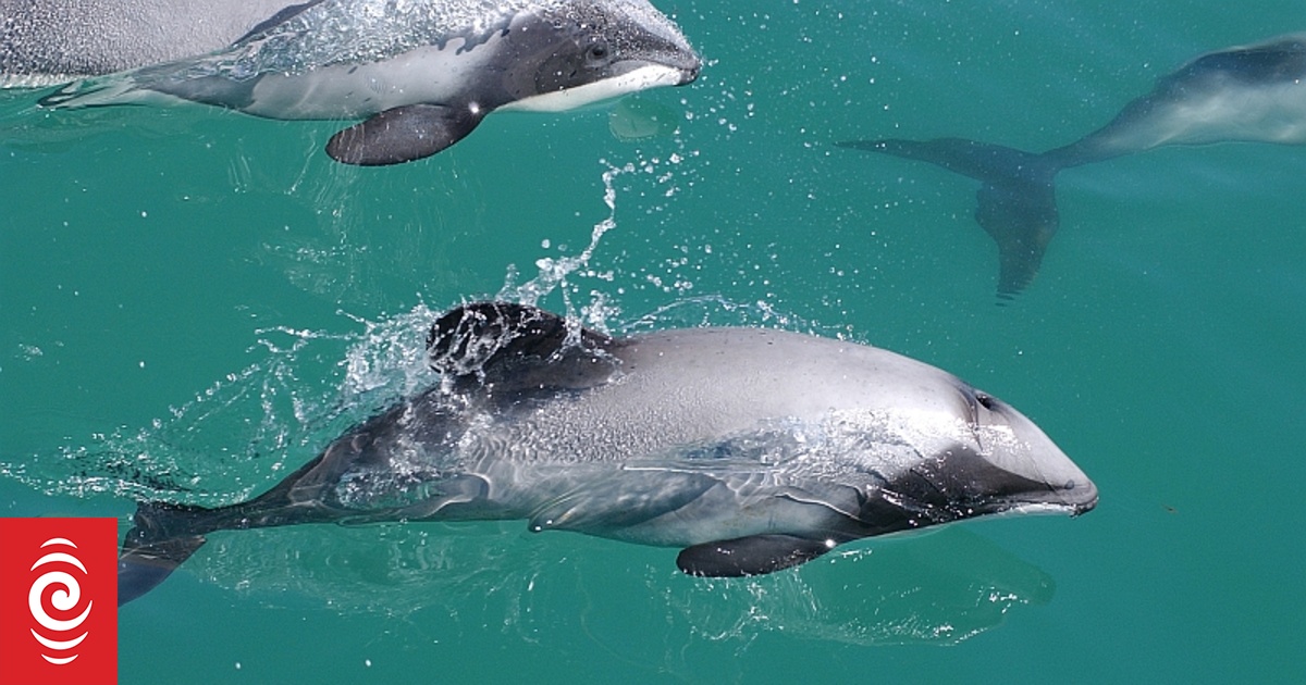 Department of Conservation survey to begin for rare Māui dolphins | RNZ ...
