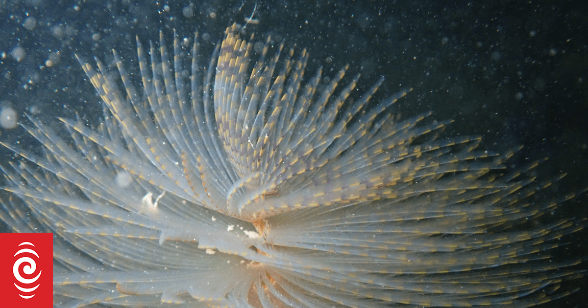 Invasive worm species found under Bluff wharf | RNZ News
