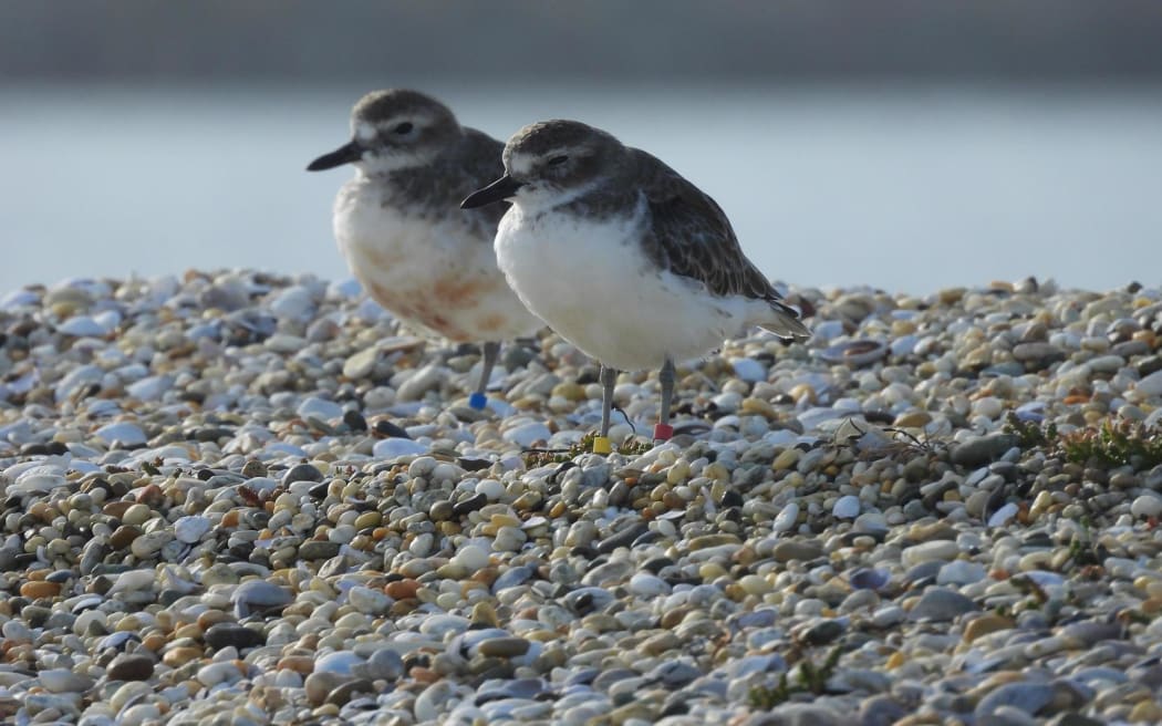 Pukunui population climbs sharply after controversial 1080 drop on ...