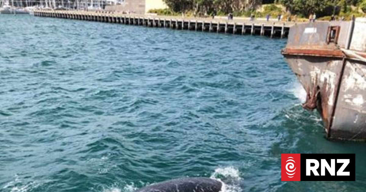 Whale watching for all: NZ's first citizen-led whale count | RNZ