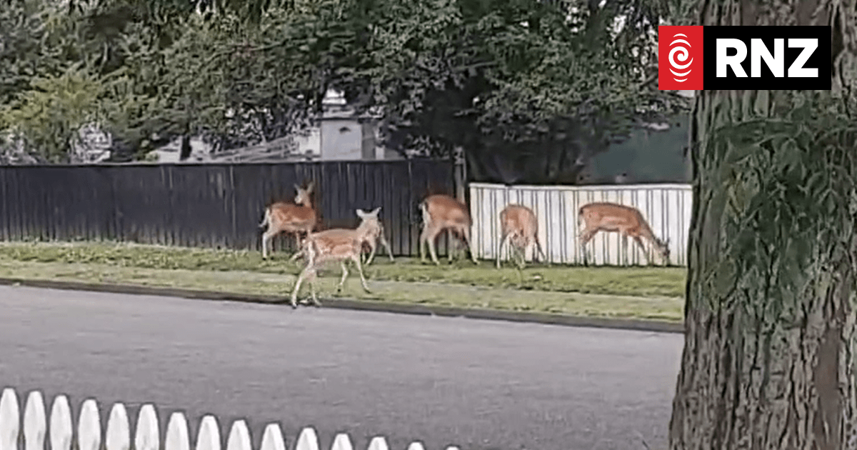 Wild deer wandering the streets of Whanganui | RNZ News