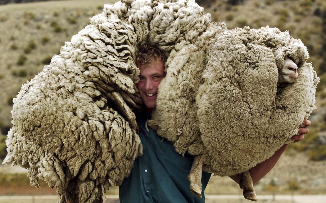 Farmer remembers the pivotal moment 'godlike creature' Shrek the Sheep ...