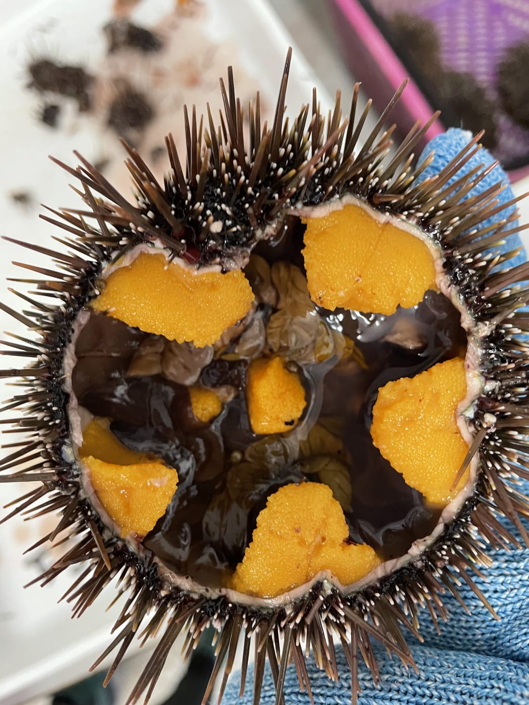 Kinanomics hopes to improve value of kina exports | RNZ News