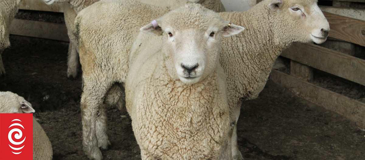 Wairere rams - tough nuts | RNZ