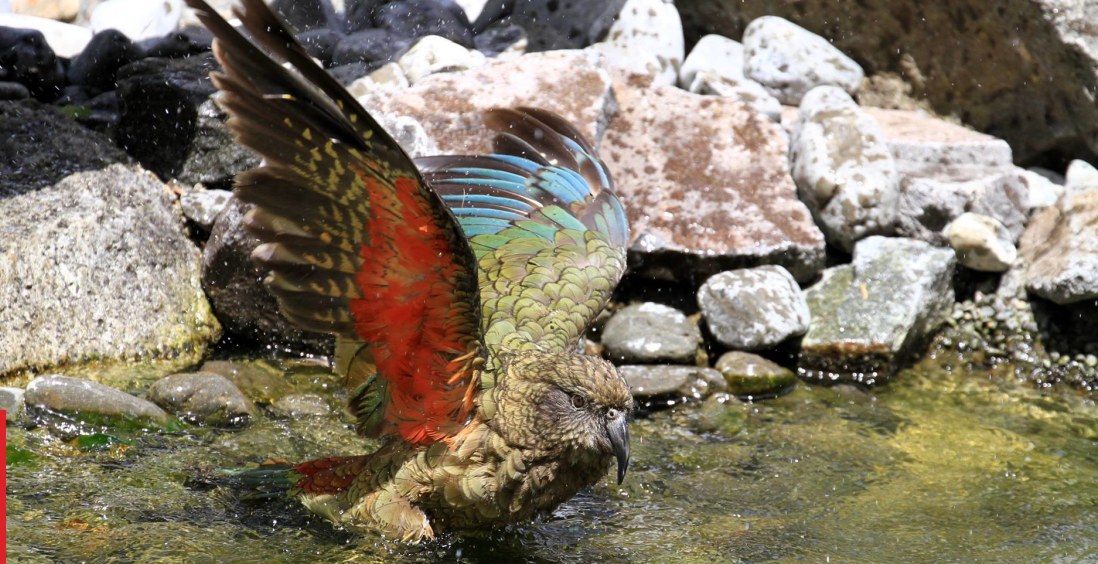 Research aims to unlock mystery of kea play | RNZ