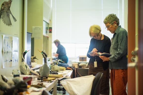 3D printed birds and fake poo to help the spotted shag | RNZ