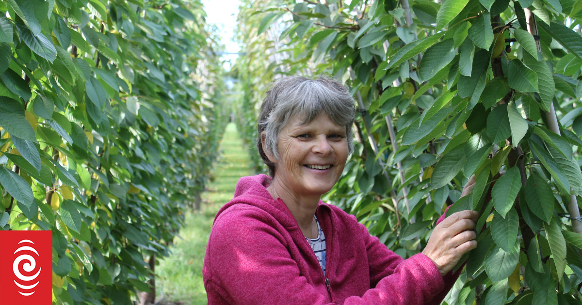 Training Trees | RNZ News