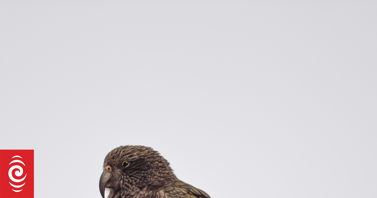 Our Changing World: Lead bullets – a health risk to humans and kea ...