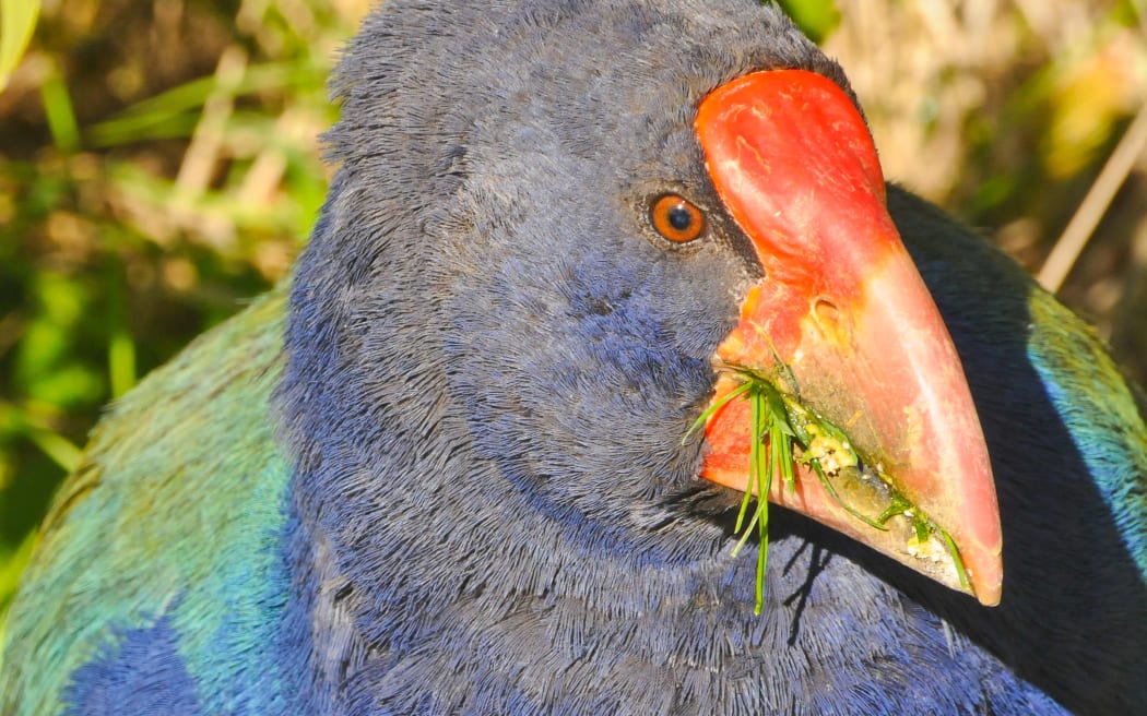 How the takahe are helping climate change research | RNZ