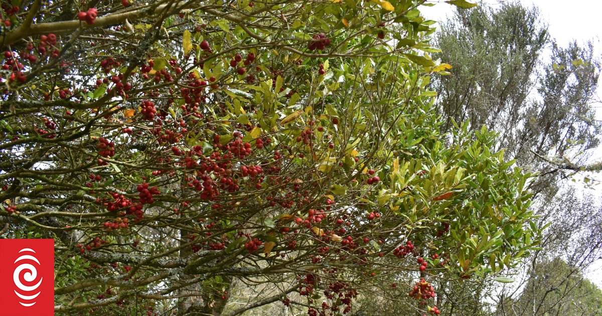 Critter of the Week | RNZ