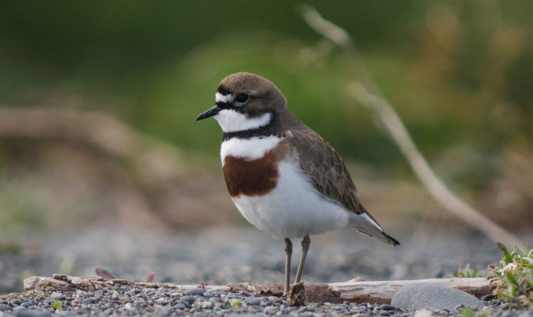 Banding together for banded dotterels | RNZ