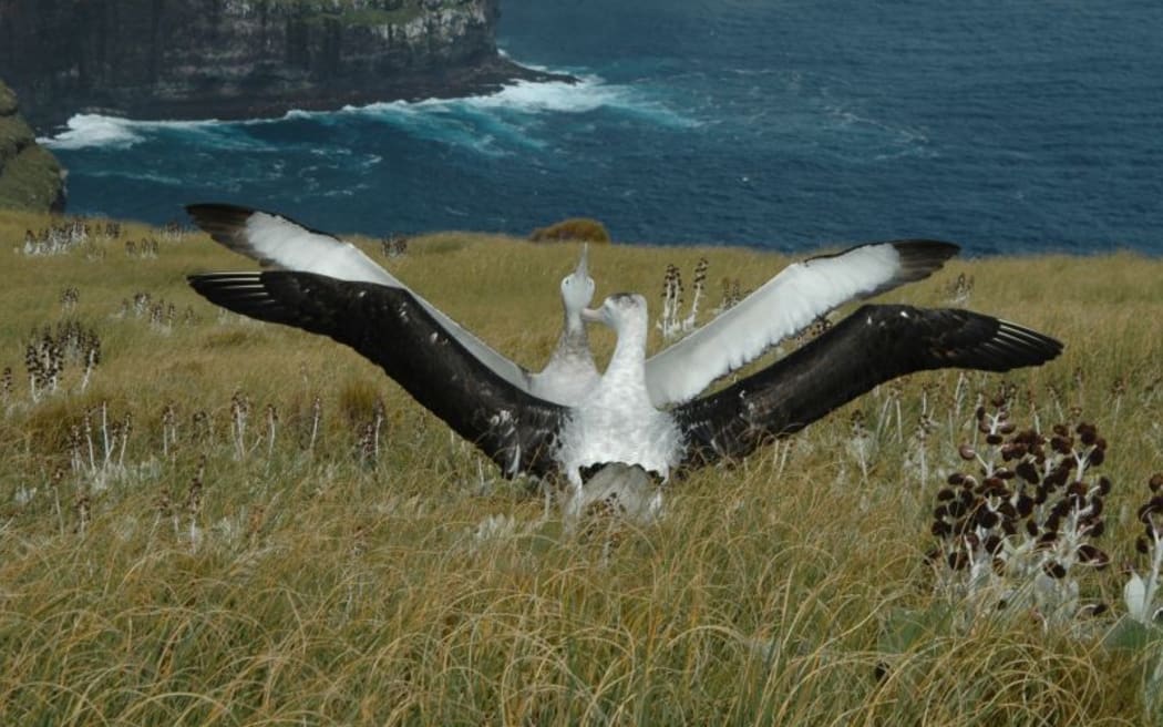 Scientists brave rough seas to hunt out albatross killer | RNZ News