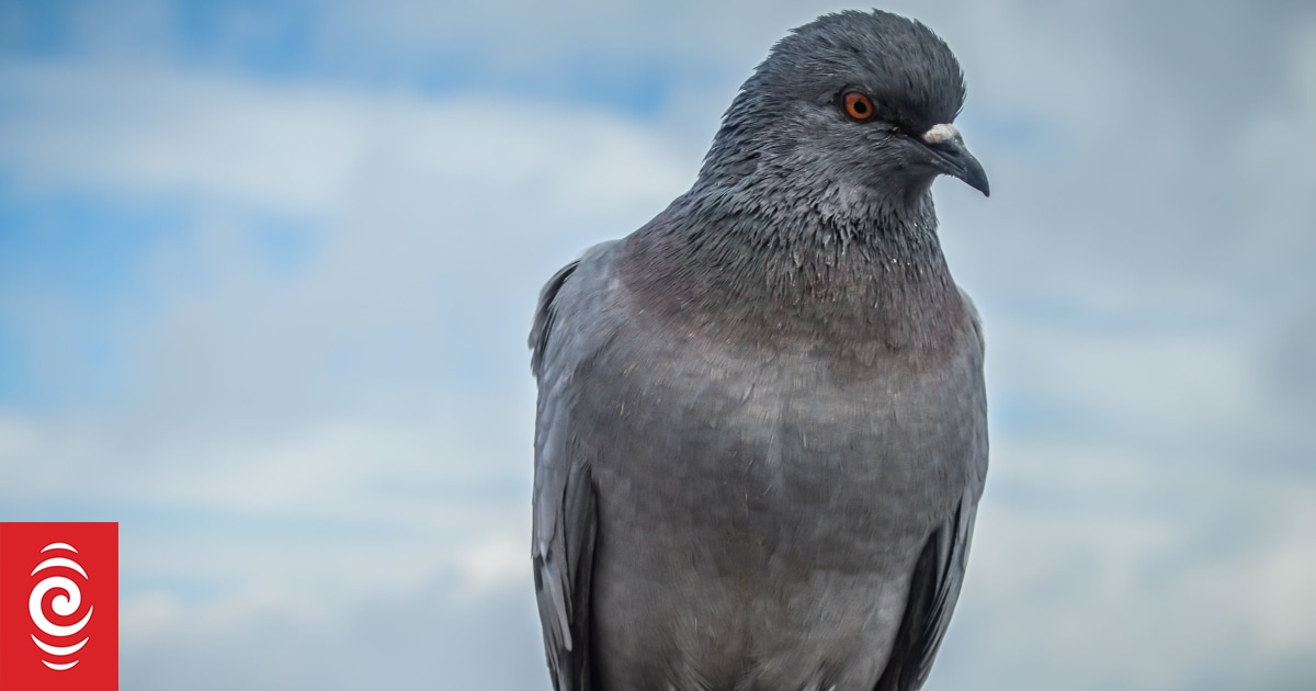 Joe the pigeon spared after US tag found to be fake | RNZ News
