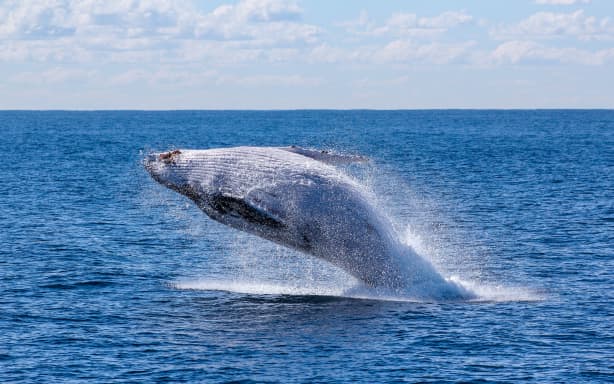 Pacific, Māori leaders seek legal personhood for whales | RNZ
