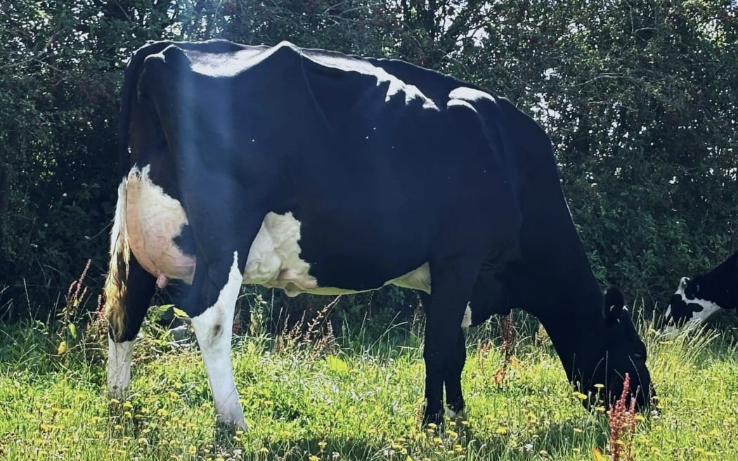'She's got everything you want in a cow' | RNZ