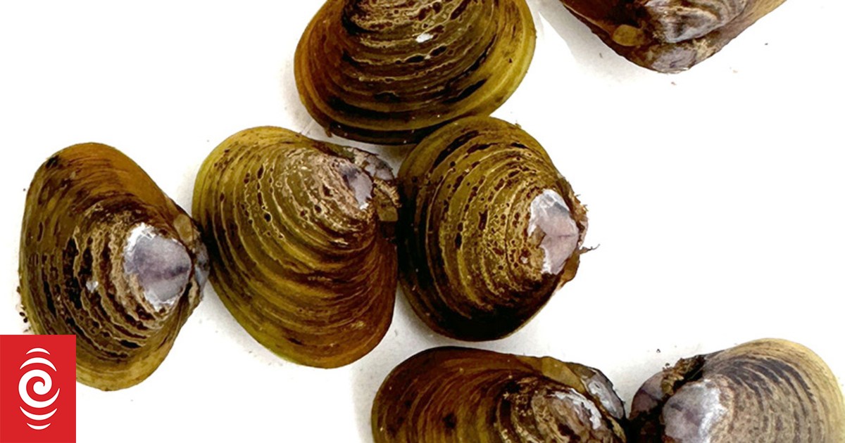 Invasive clams found in Waikato River | RNZ