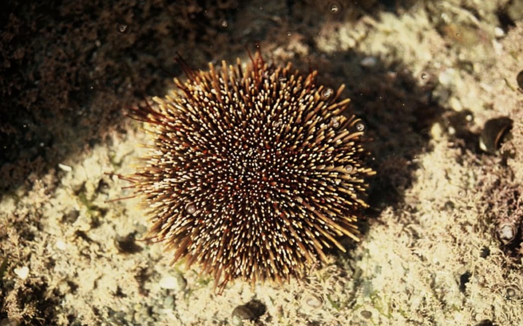 How an 'acquired taste' could save Australia's Great Southern Reef from ...