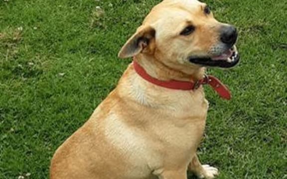 SPCA publishes list of long-stay animals ready for homes | RNZ News