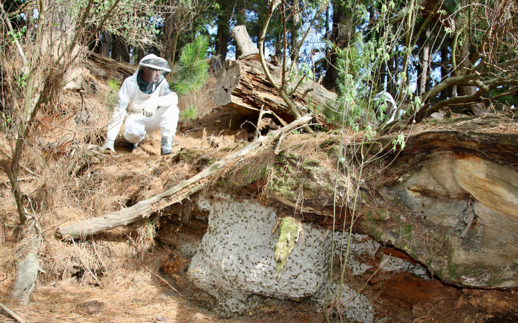 Huge wasp nest 'frighteningly large, but pretty amazing' | RNZ News