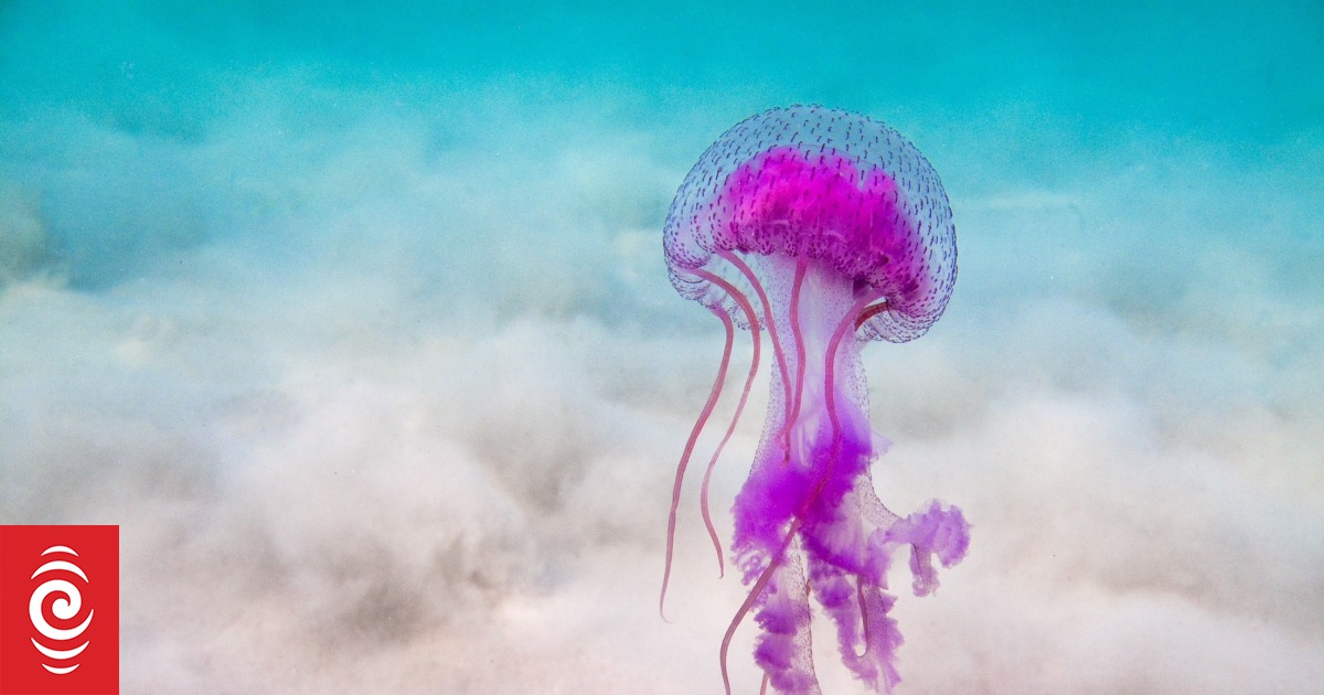 Critter of the Week: Purple people eater jellyfish | RNZ