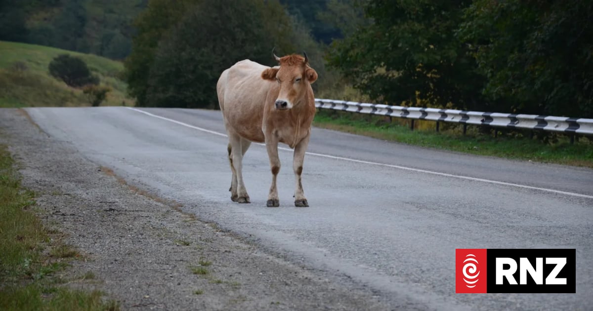 Wandering cows spark safety fears on Tairāwhiti's highways | RNZ