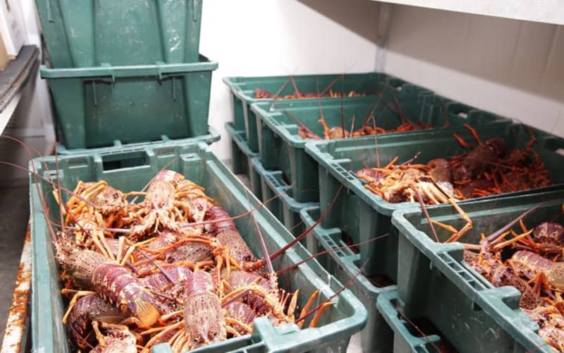 Crayfish exports pick up but far from normal | RNZ