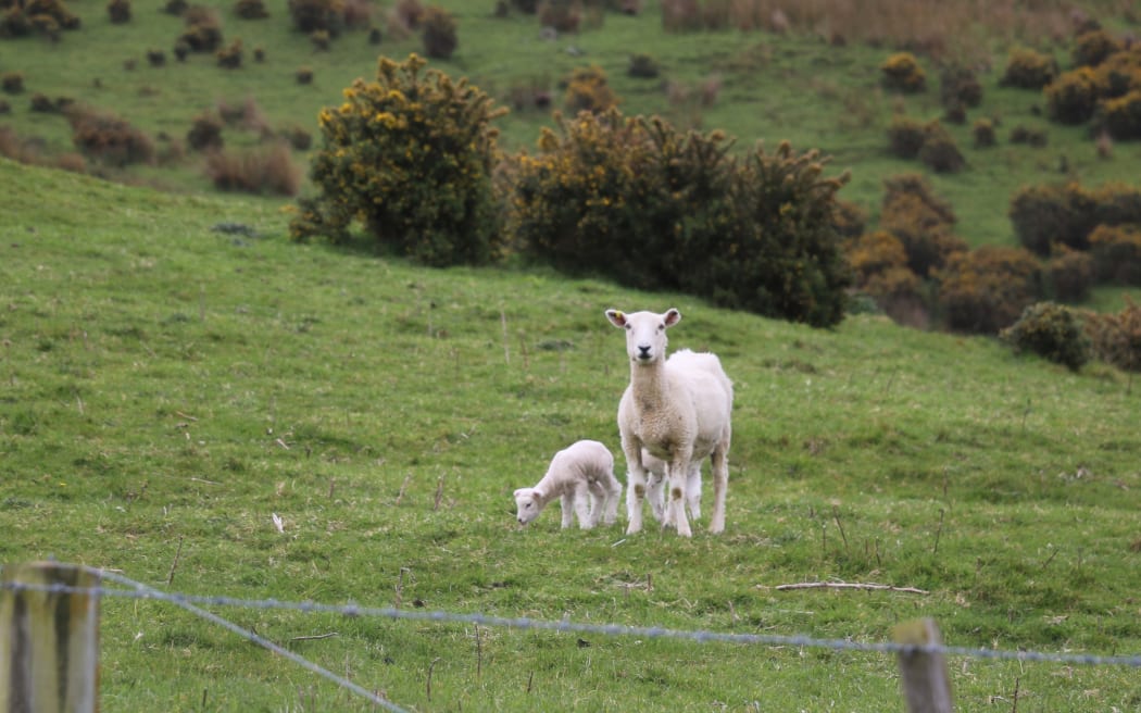 A year on the farm: Lambing is in full swing on the Bird's hill block | RNZ