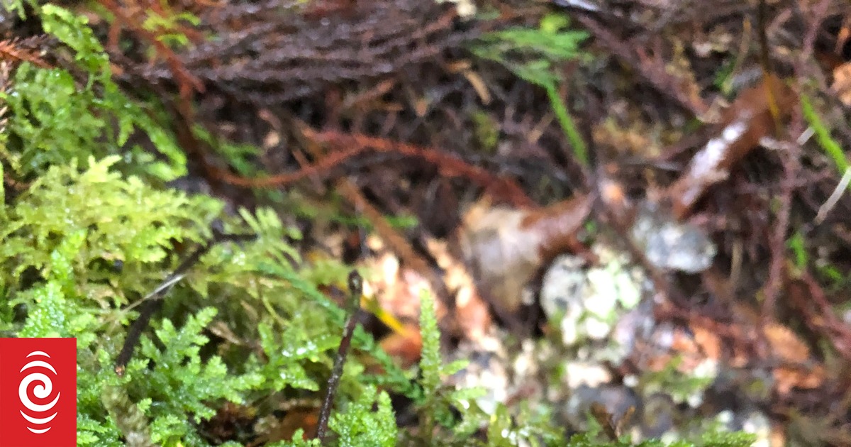 Expert feature: Mushrooms | RNZ