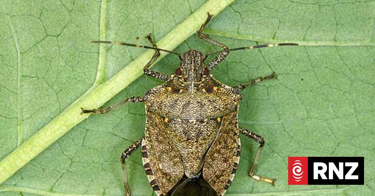 New bug threat looms over NZ | RNZ